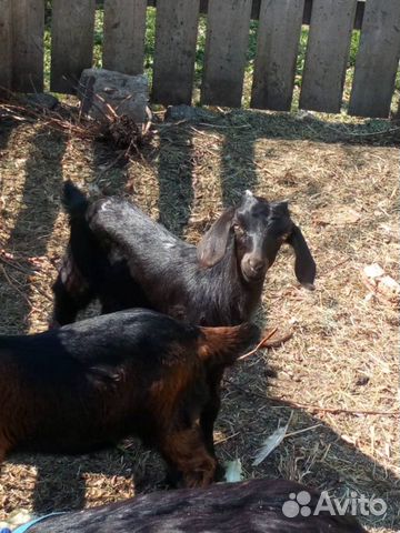 Козочка и козлик на племя, 2 мес