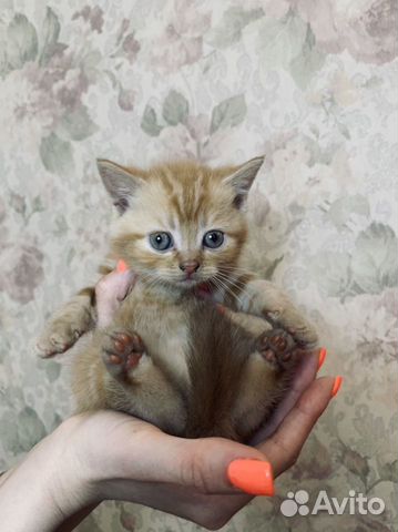 Британец золотой