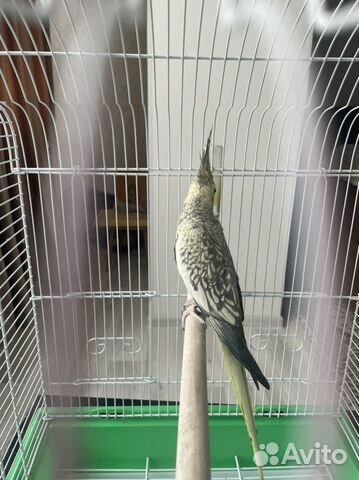 Попугай корелла+клетка, корм и витамины