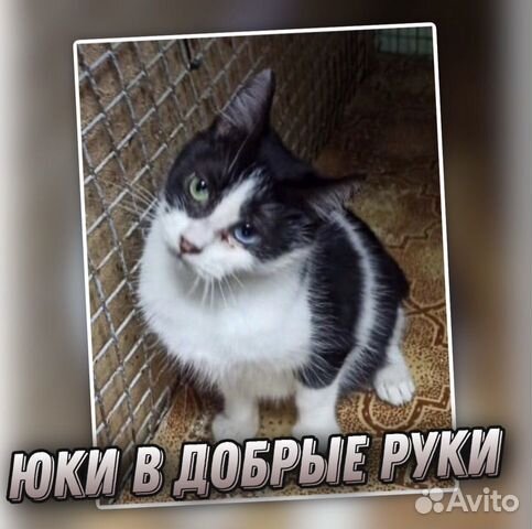 Юки в добрые руки