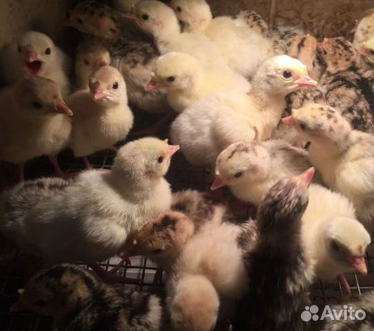 Индюшата суточные