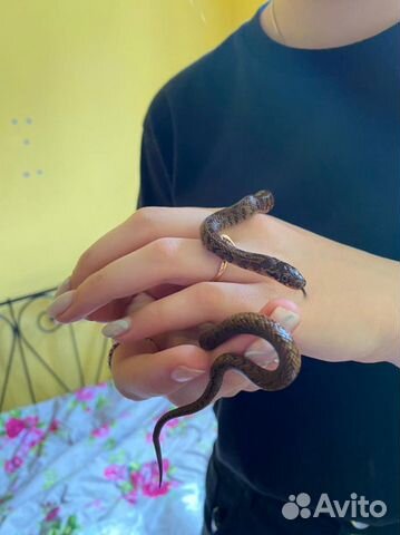 Узорчатый полоз