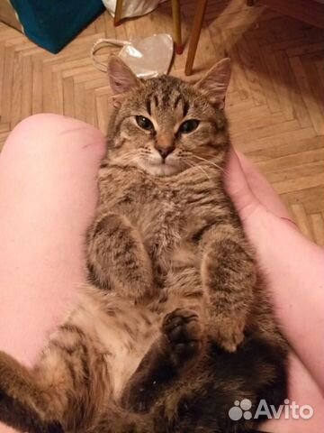 Котята 2 мальчонки и одна девчонка, 2-3 месяца