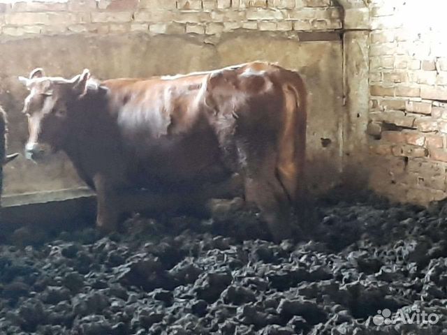 Телки и бычки