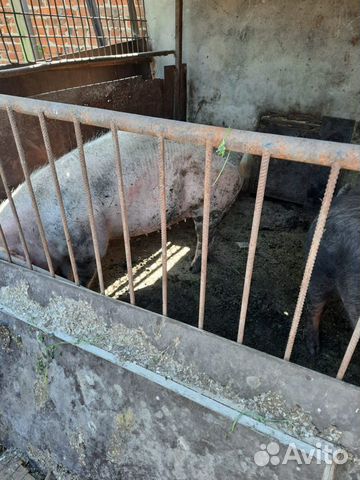 Свиньи на мясо