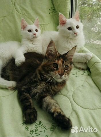 Шикарные котята Девочки