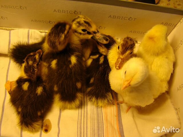 Семерка отважных