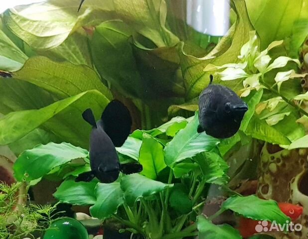 Черные Молли мальки