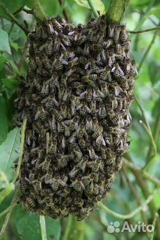 Пчёлы (рой)