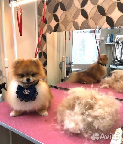 Вязка Померанский шпиц mini 20 см