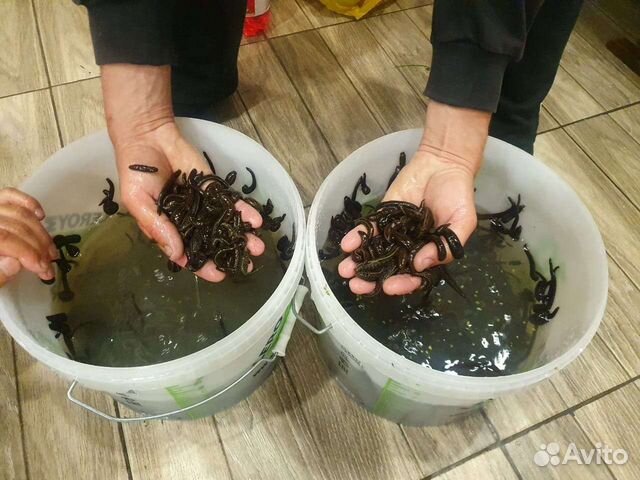 Пиявки медицинские