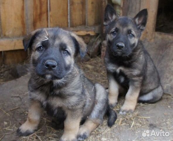 Щенки немецких овчарок разного окраса - рабочие