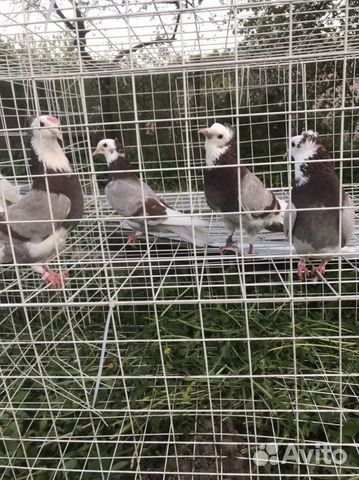 Иранские,Турецкие и Бакинские Голуби