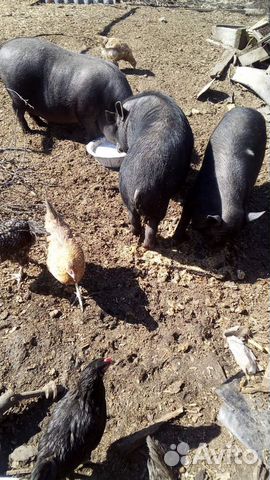 Вьетнамские вислобрюхие поросятки