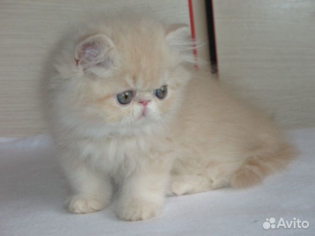 Персидский котик