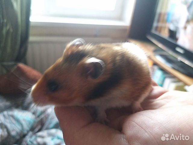 Сирийский хомяк девочка