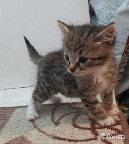 Кошечка в добрые руки бесплатно