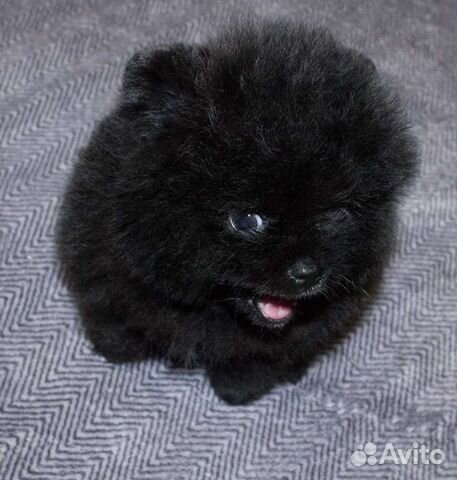 Шпиц. Померанский шпиц. Щенки
