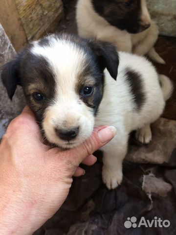 Собака в добрые руки щенок