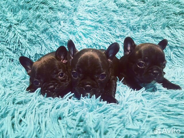 Французский бульдог