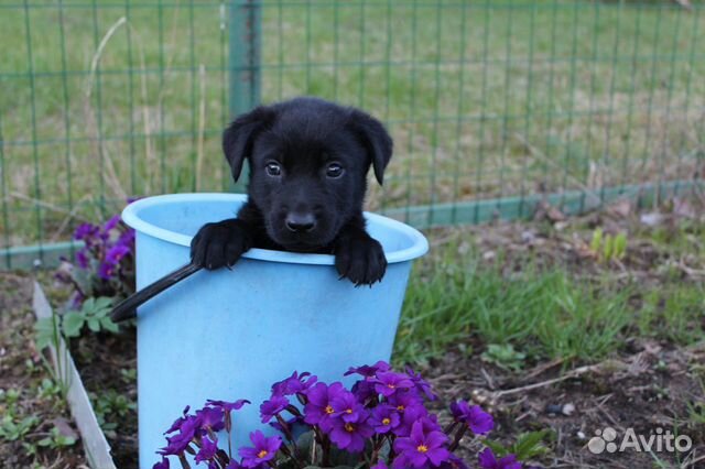 Щенки - Малыши 2 м. в заботливые руеи