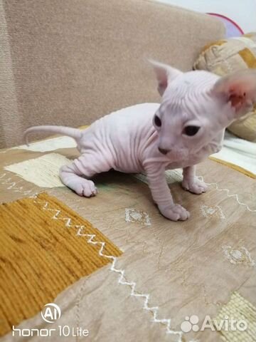 Донской сфинкс котята