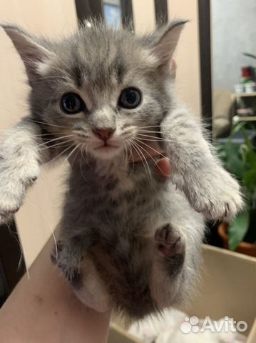 Котенок кот