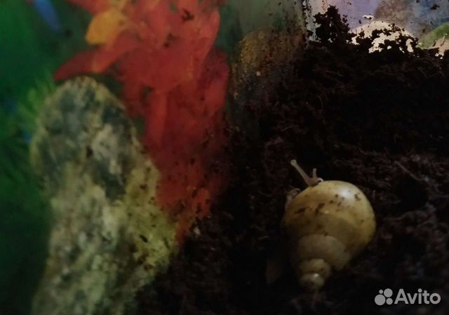 Улитки Ахтианы