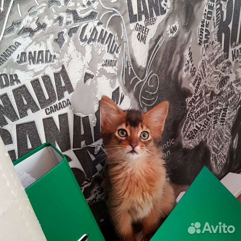 Сомалийская