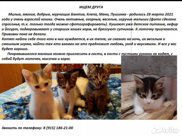 Кошки в добрые руки бесплатно