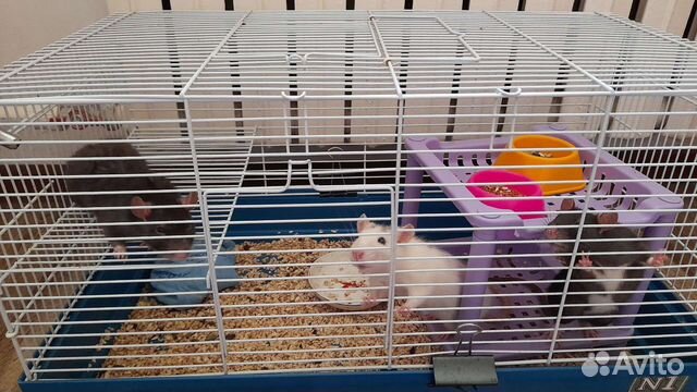 Декоративные крыски