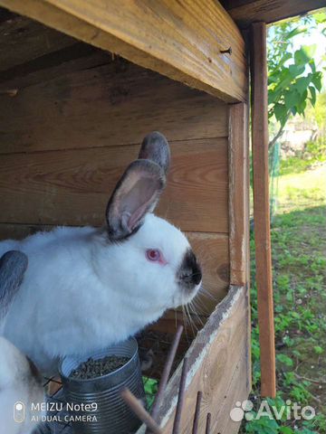 Кролик Калифорнийской мясной породы