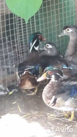 Утки Каралинки,Брама Светлая,Фазаны,Павлины,Бента