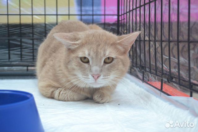 Нежный котик Федя в добрые руки