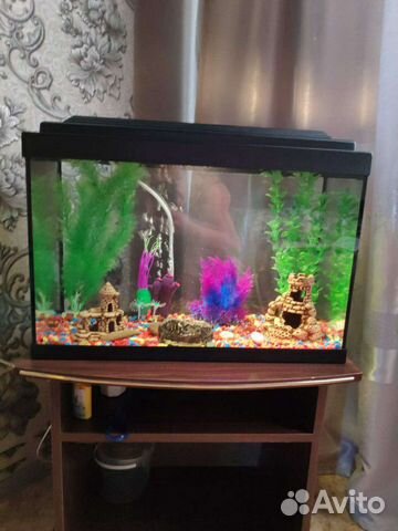 Аквариум с рыбками всё включено