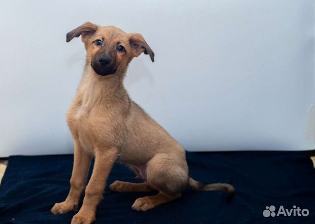 Щенок Рекс, 3 месяца ищет дом