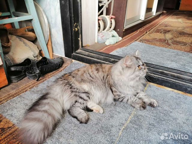 Кошка