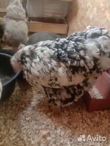 Курочки Мраморного кохенхина