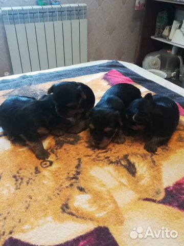 Йоркширский терьер