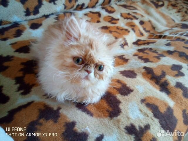 Персидская девочка - очаровашка