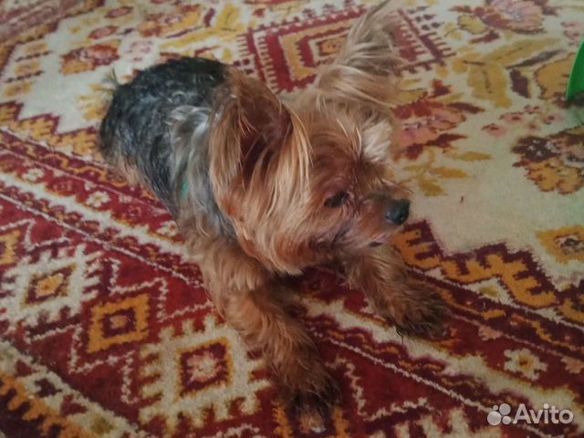 Йоркширский терьер