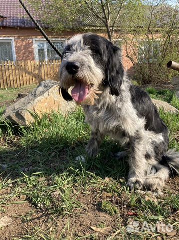 Рэй в добрые руки