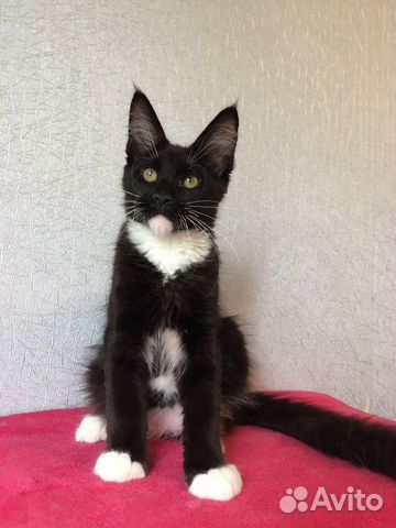 Черно - белая классика