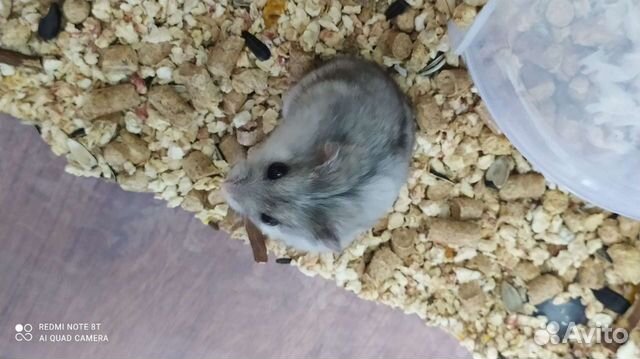 Джунгарский хомяк с клеткой