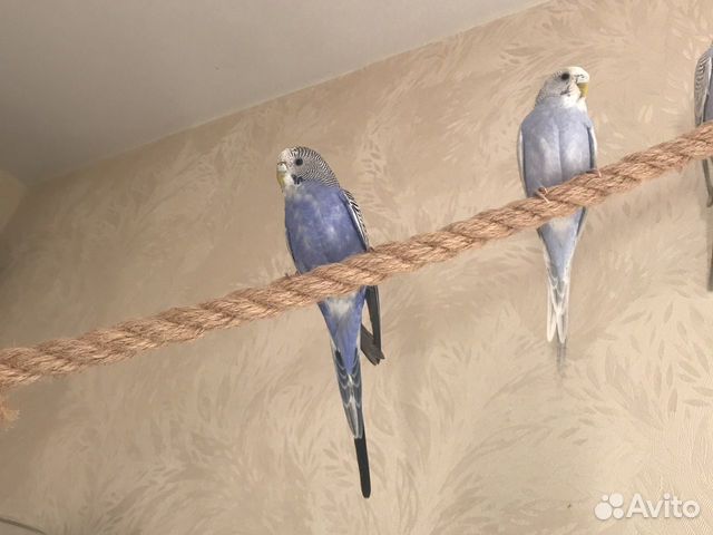 Волнистые попугайчики