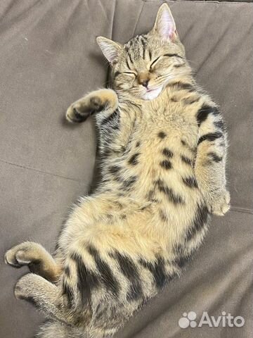 Отдам бесплатно животные