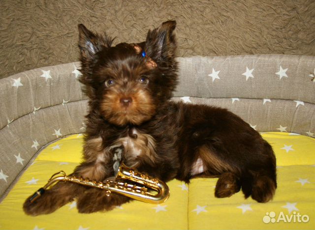 Шоколадный мини мальчишечка