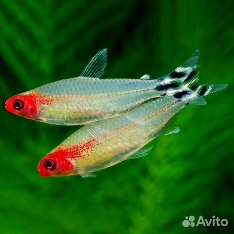 Аквариумные рыбки бесплатно