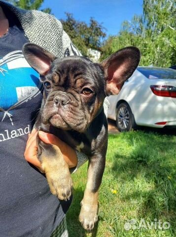 Французский шоколадный загар принц