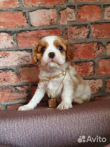 Кавалер кинг чарльз девчушка